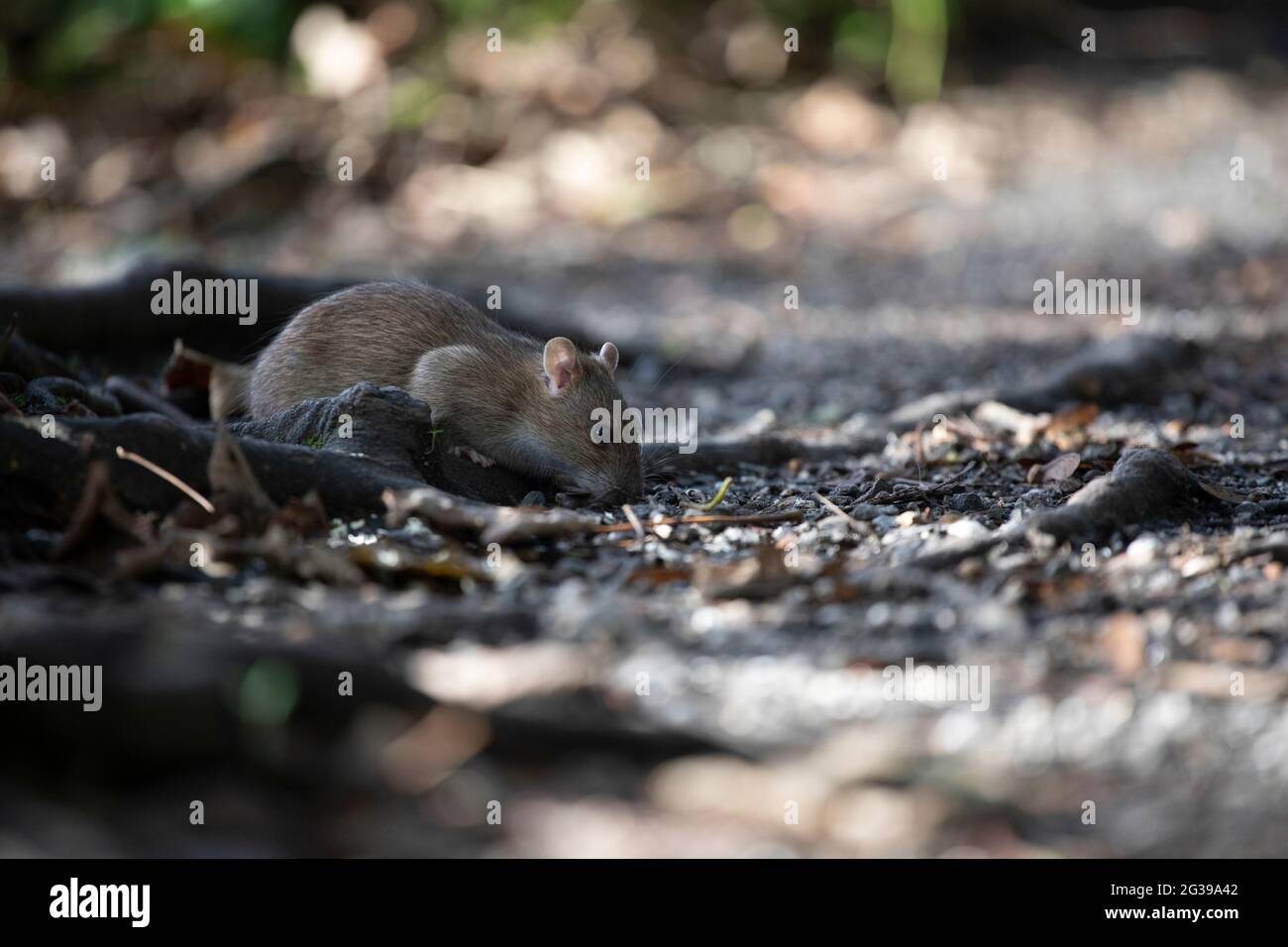 Brown rat on the ground, England, UK Stock Photo - Alamy