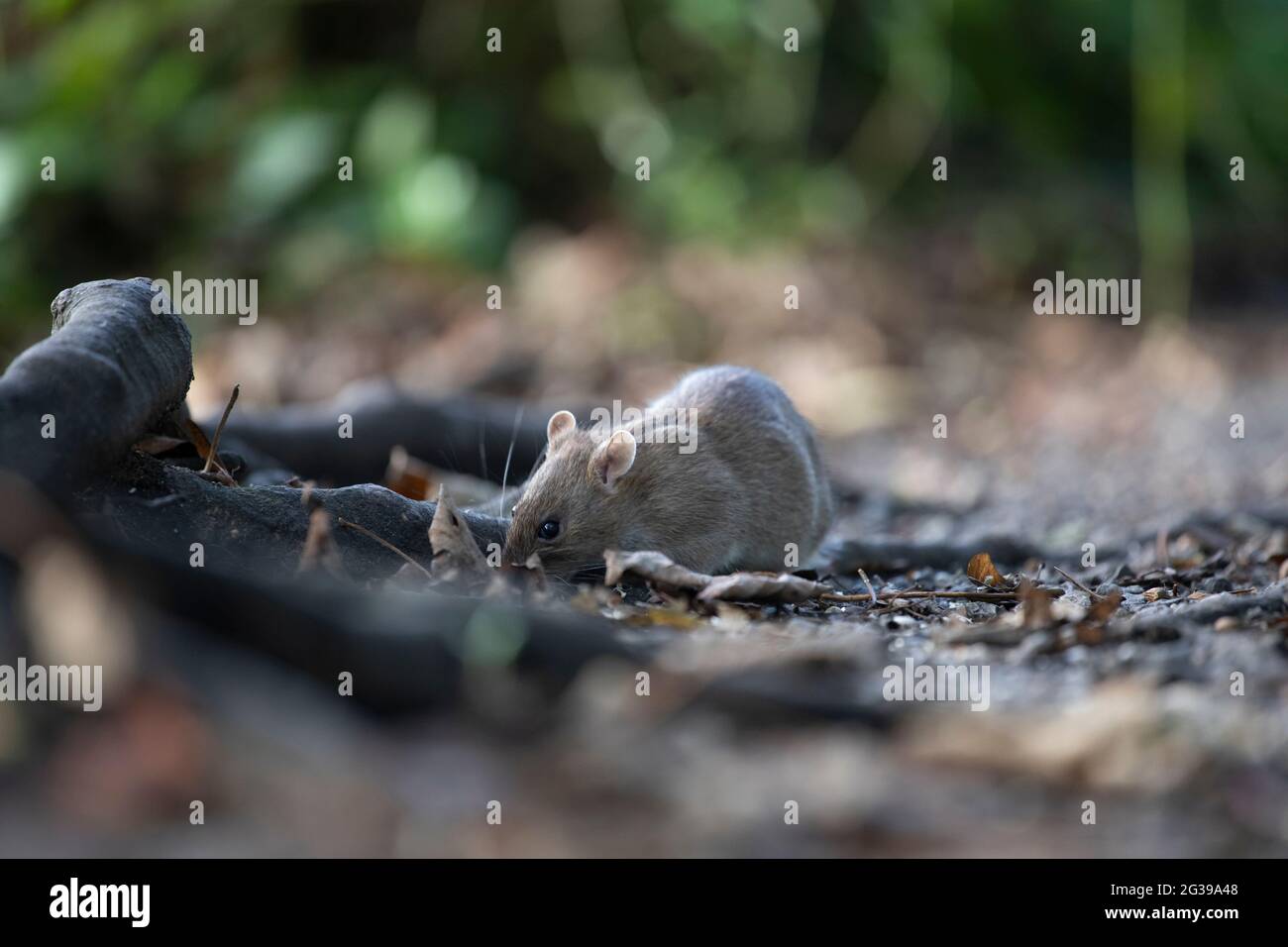 Brown rat on the ground, England, UK Stock Photo - Alamy