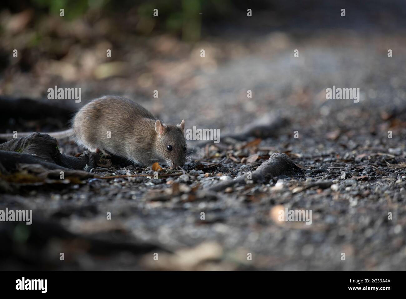 Brown rat on the ground, England, UK Stock Photo - Alamy