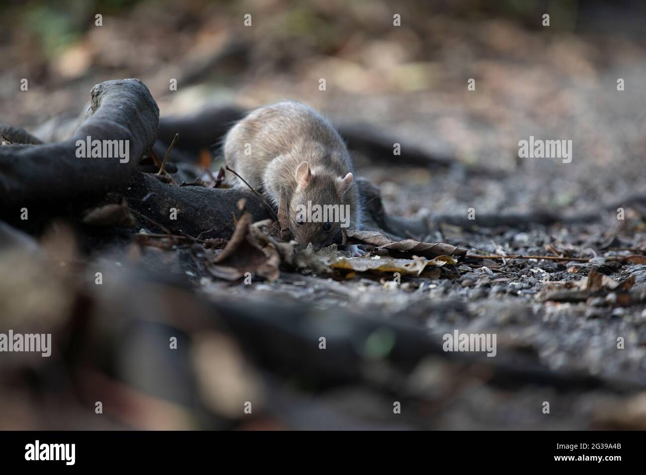 Brown rat on the ground, England, UK Stock Photo - Alamy
