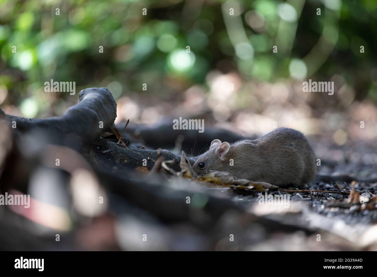 Brown rat on the ground, England, UK Stock Photo - Alamy