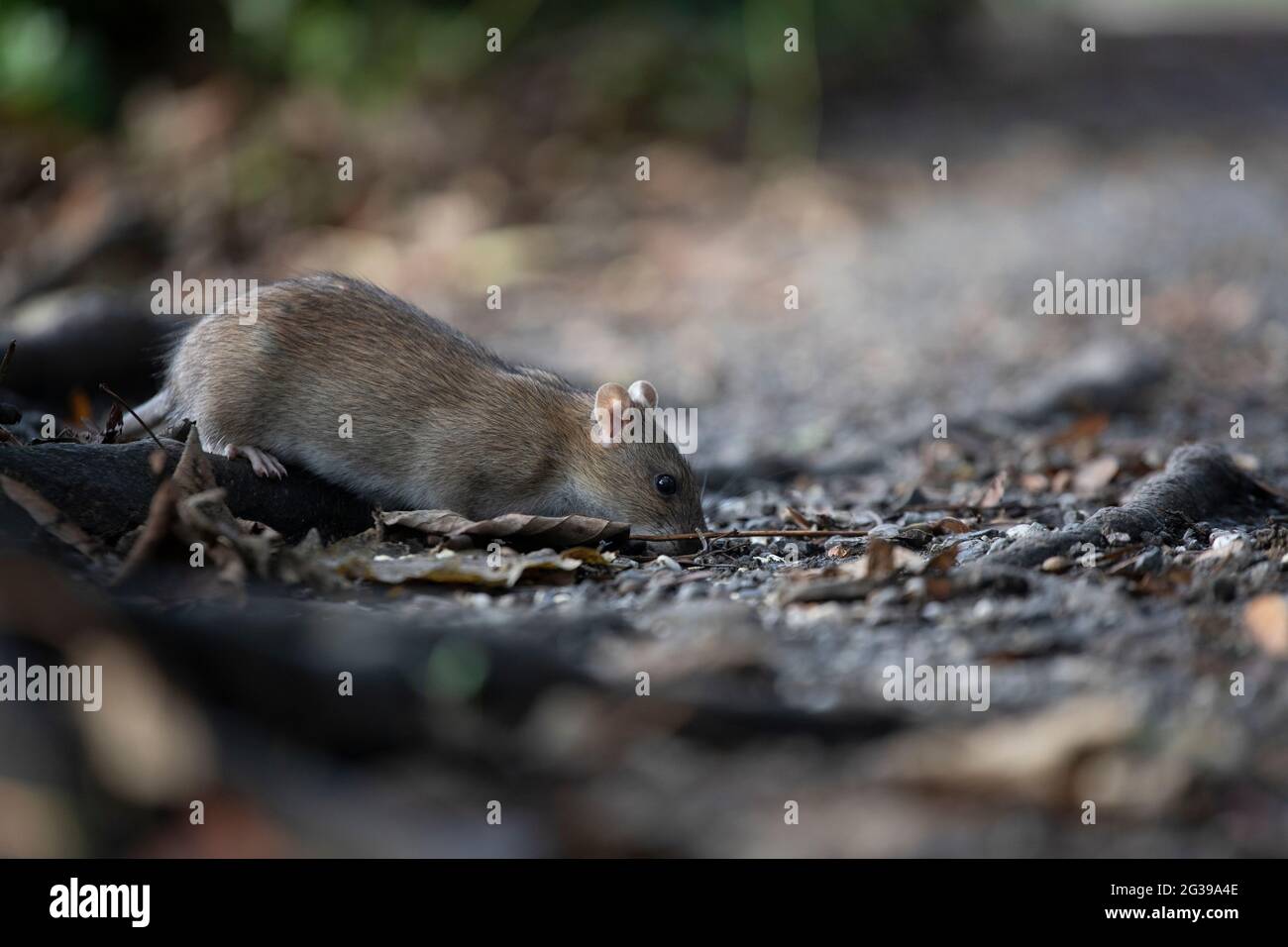 Brown rat on the ground, England, UK Stock Photo - Alamy