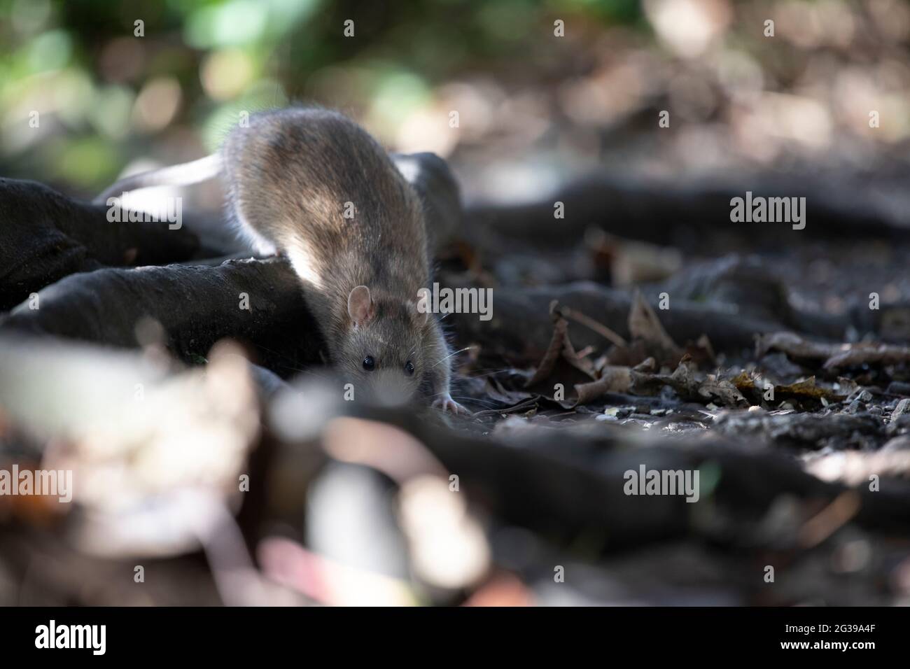 Brown rat on the ground, England, UK Stock Photo - Alamy