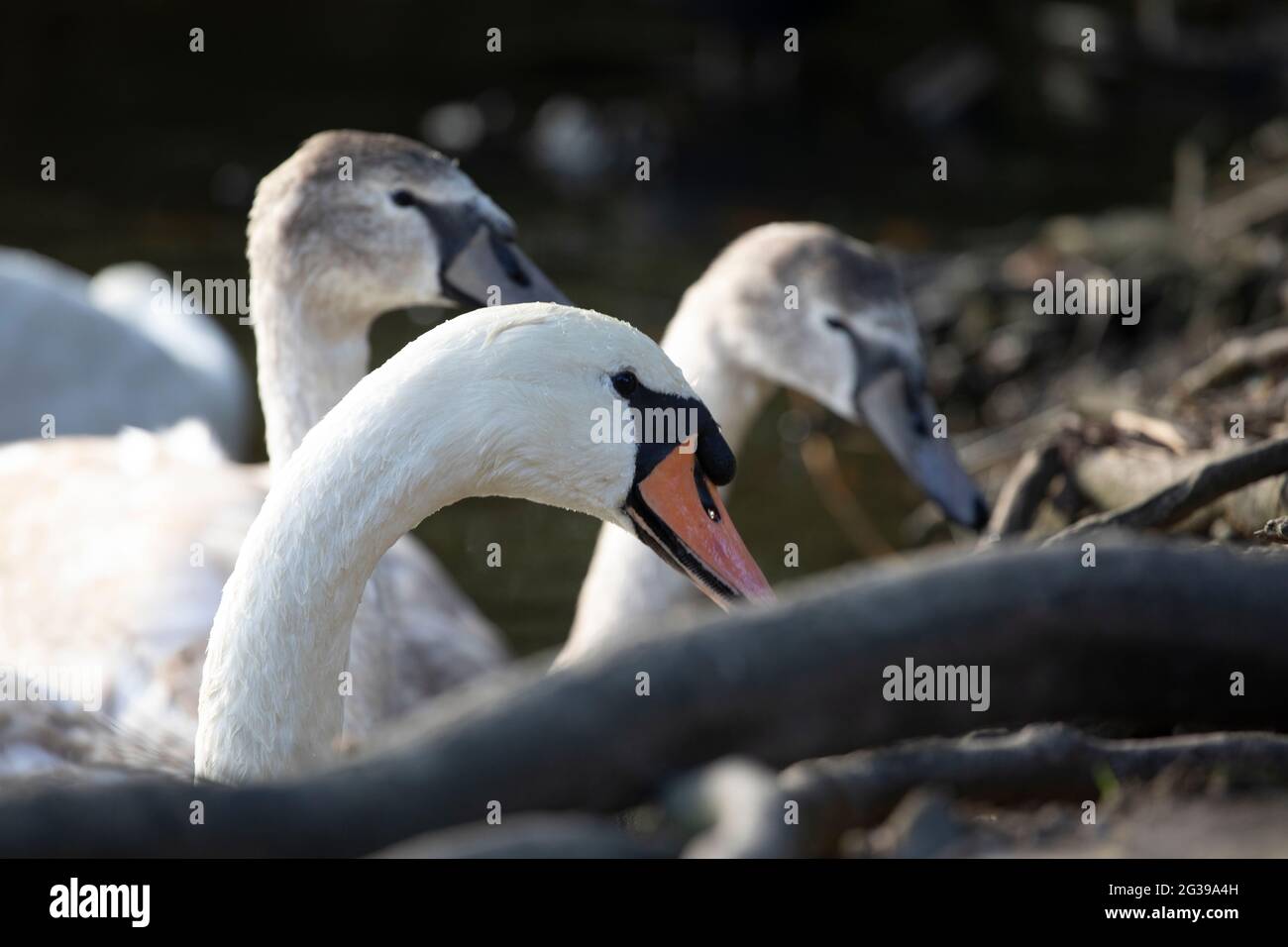 Swans and geese in a lake in Falmouth Cornwall Stock Photo - Alamy