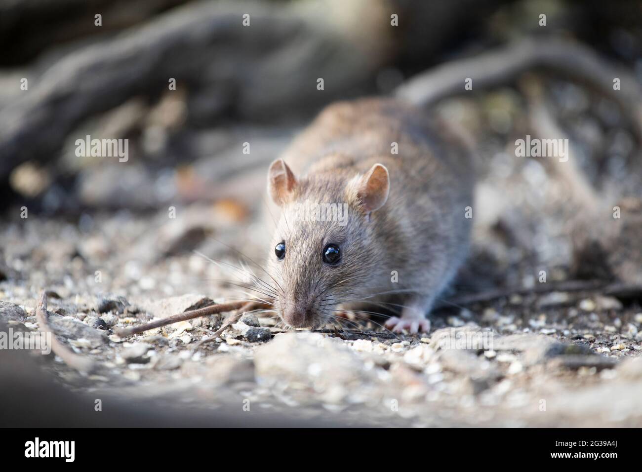 Brown rat on the ground, England, UK Stock Photo - Alamy