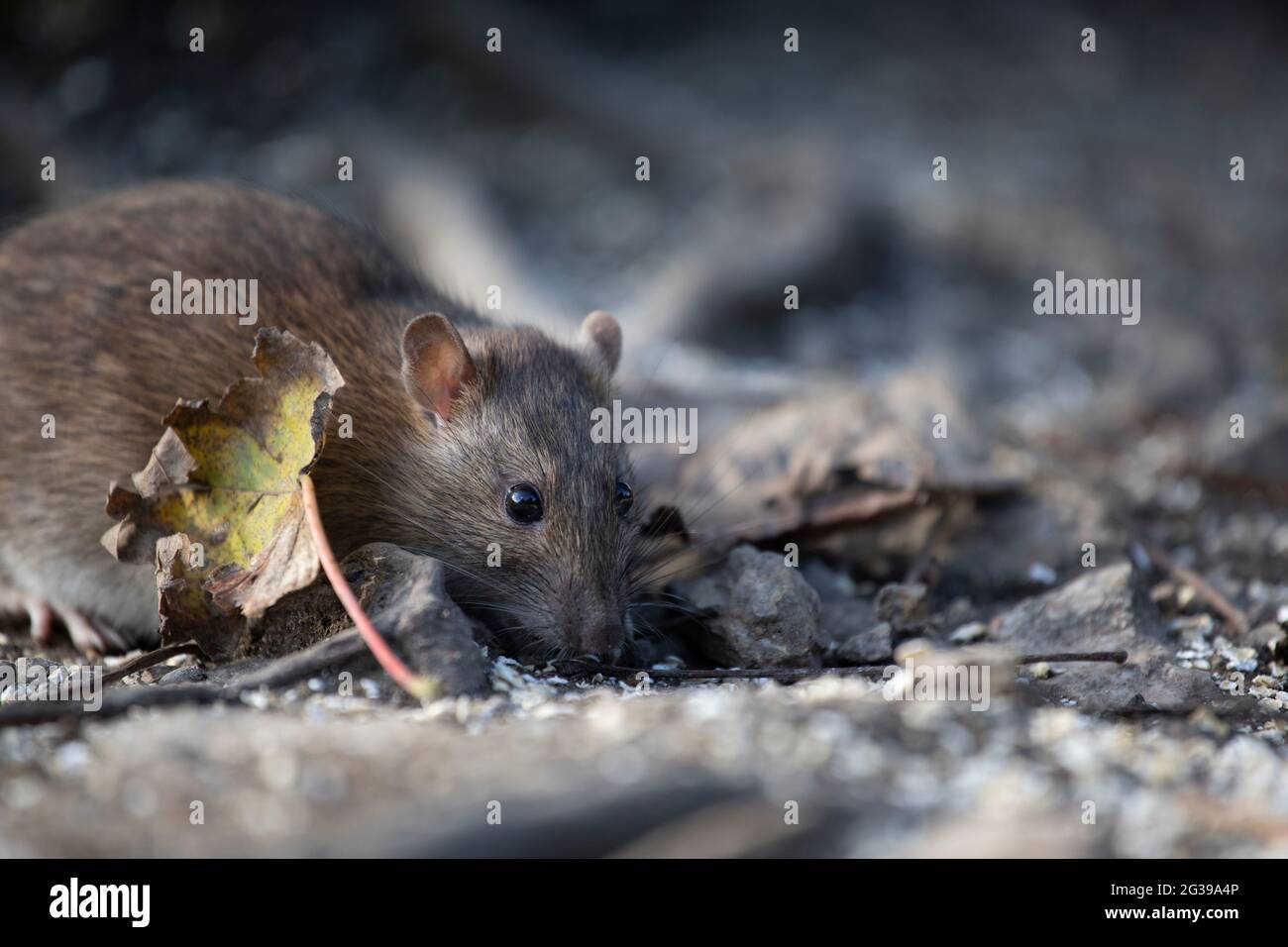 Brown rat on the ground, England, UK Stock Photo - Alamy