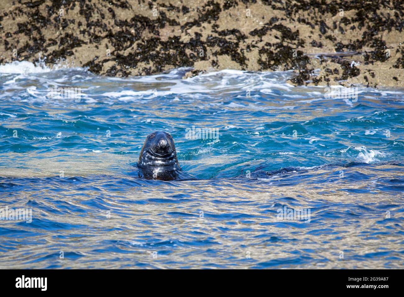 Cute seal cornwall hi-res stock photography and images - Alamy