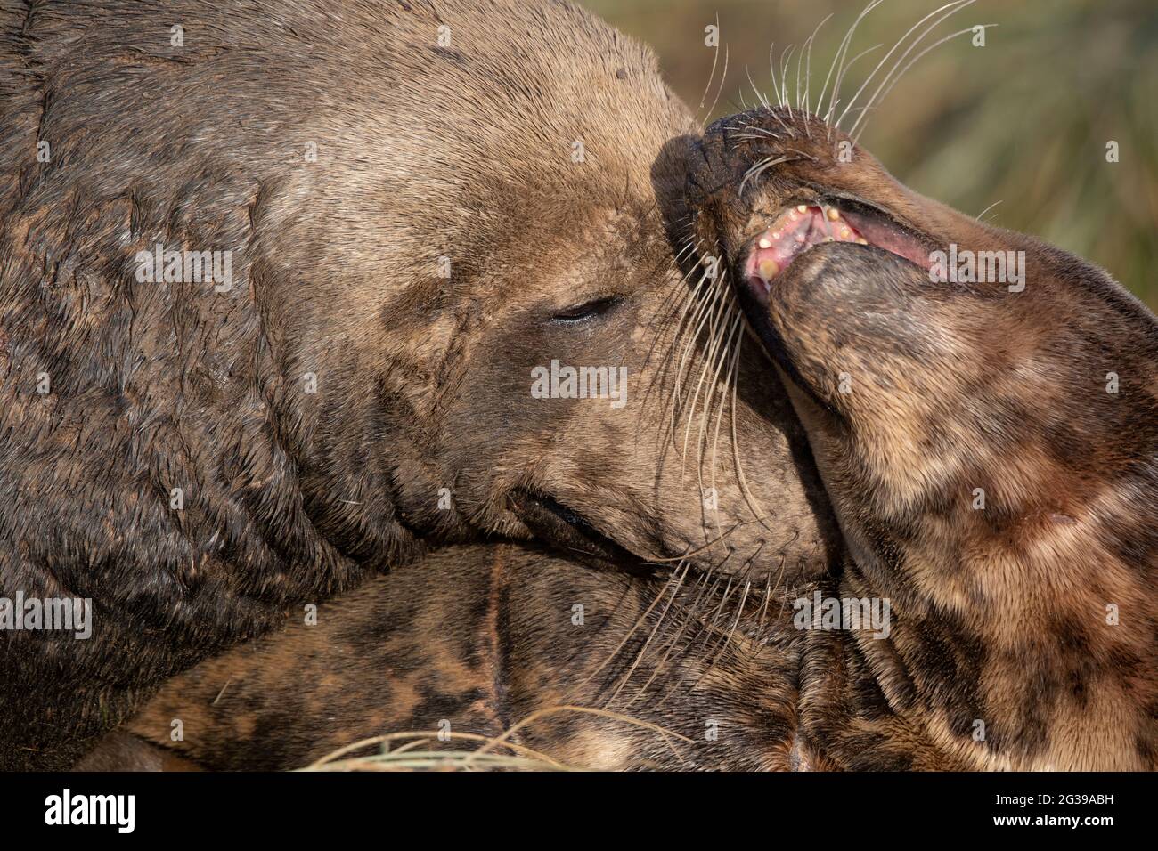 White nook hi-res stock photography and images - Alamy