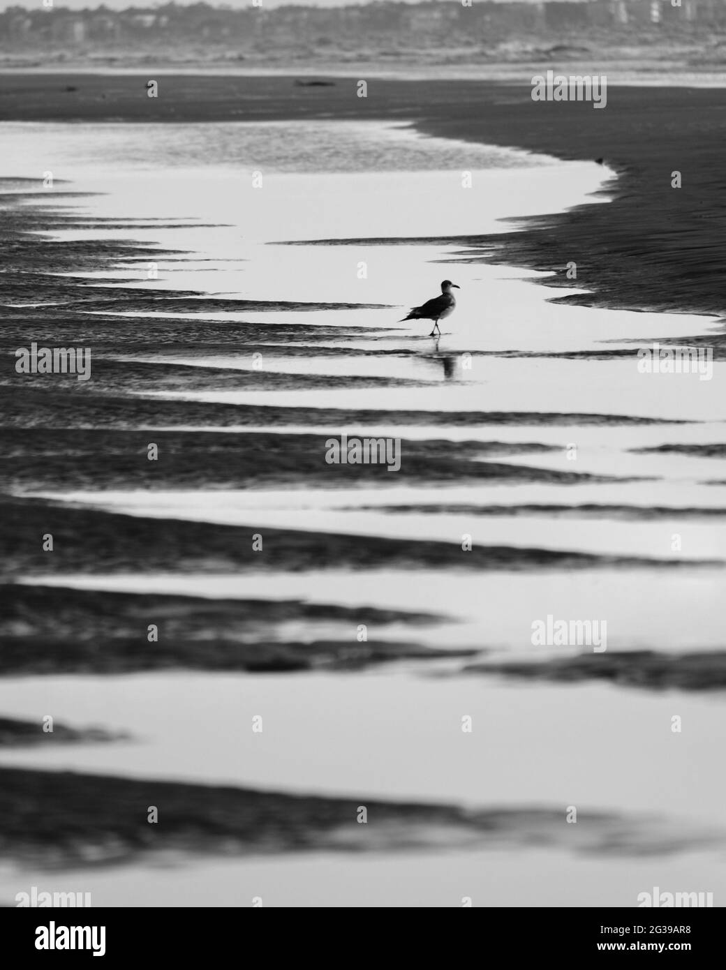 High contrast Black & White image of bird walking in shallow tide pools ...