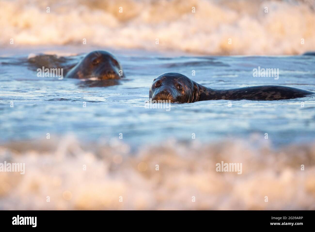 Seal splashing in the water hi-res stock photography and images - Alamy