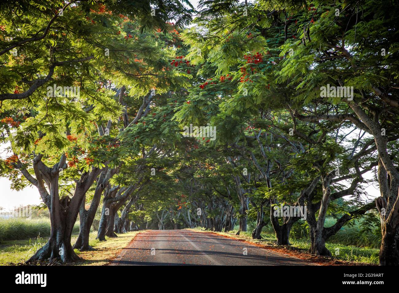 Mauritius tree hi-res stock photography and images - Alamy