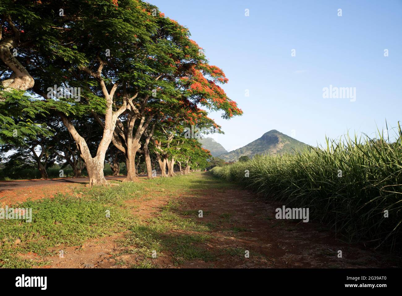 Mauritius tree hi-res stock photography and images - Alamy