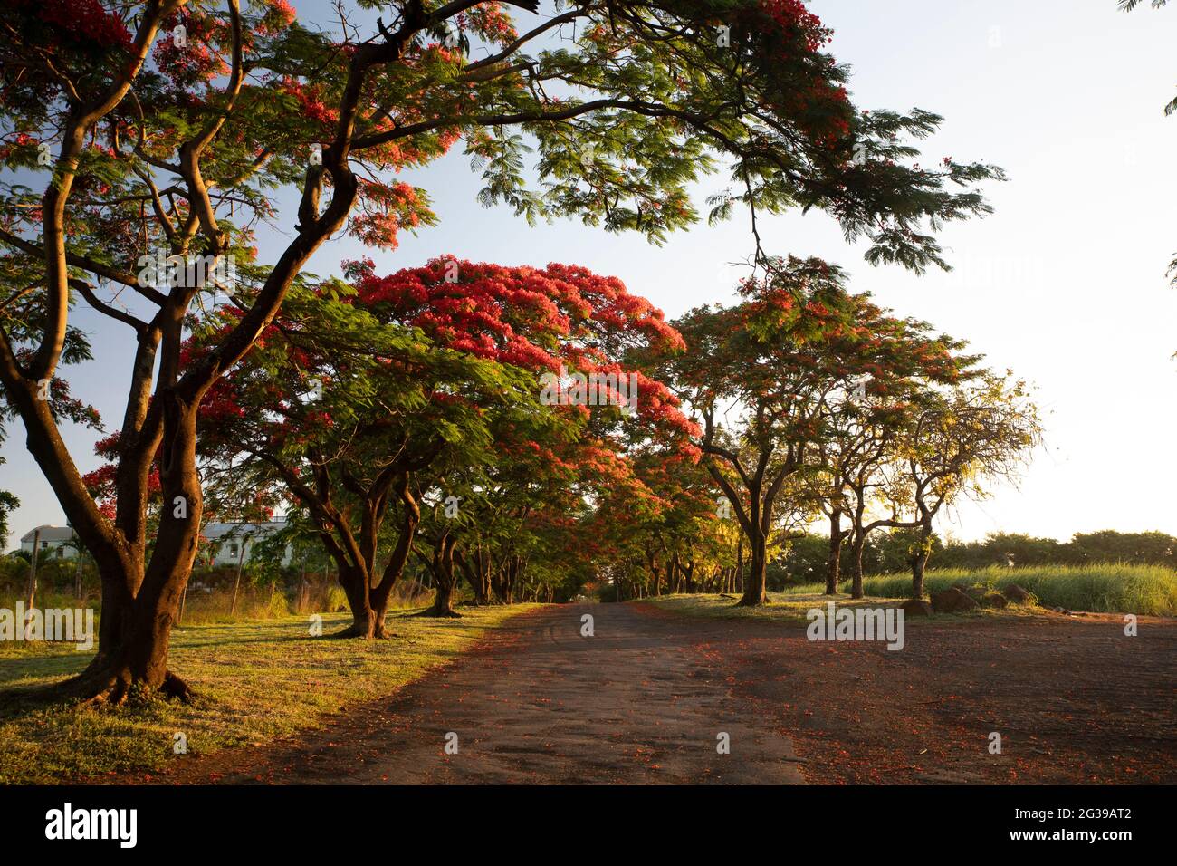 Alley of red trees in Mauritius Stock Photo - Alamy