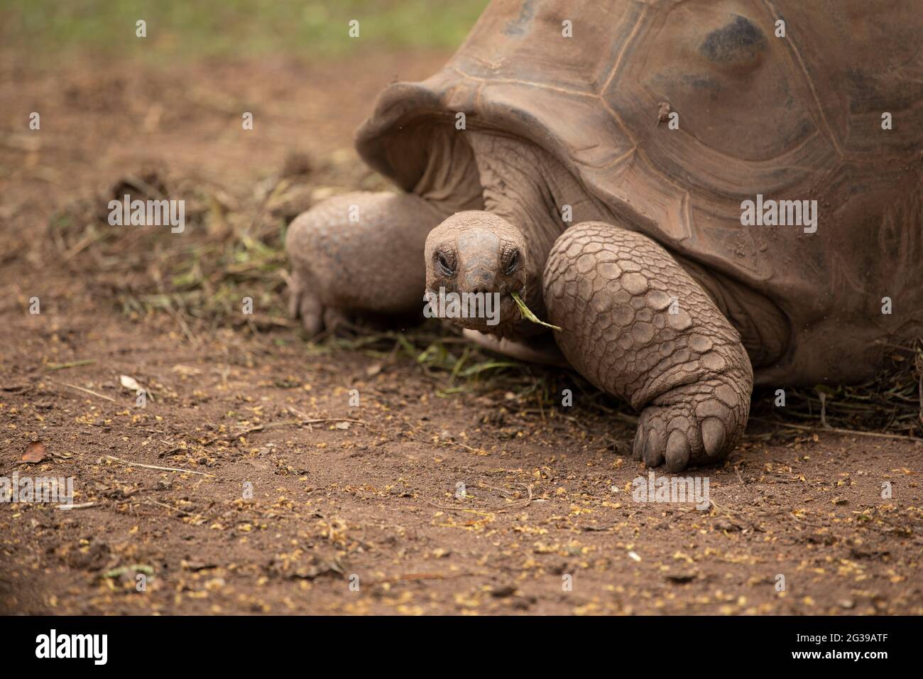 Giant tortoise in Mauritius Stock Photo - Alamy
