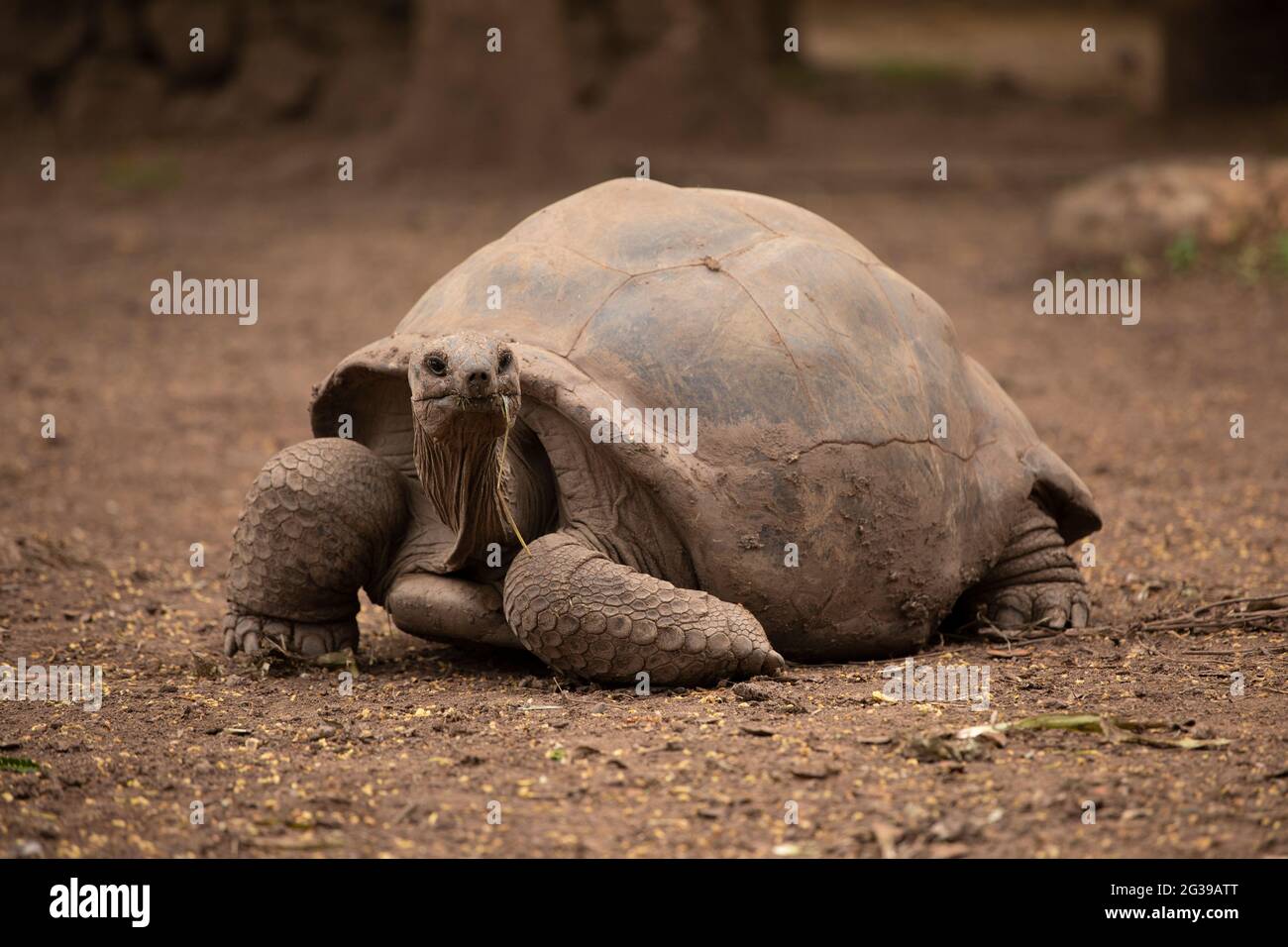 Giant tortoise in Mauritius Stock Photo - Alamy