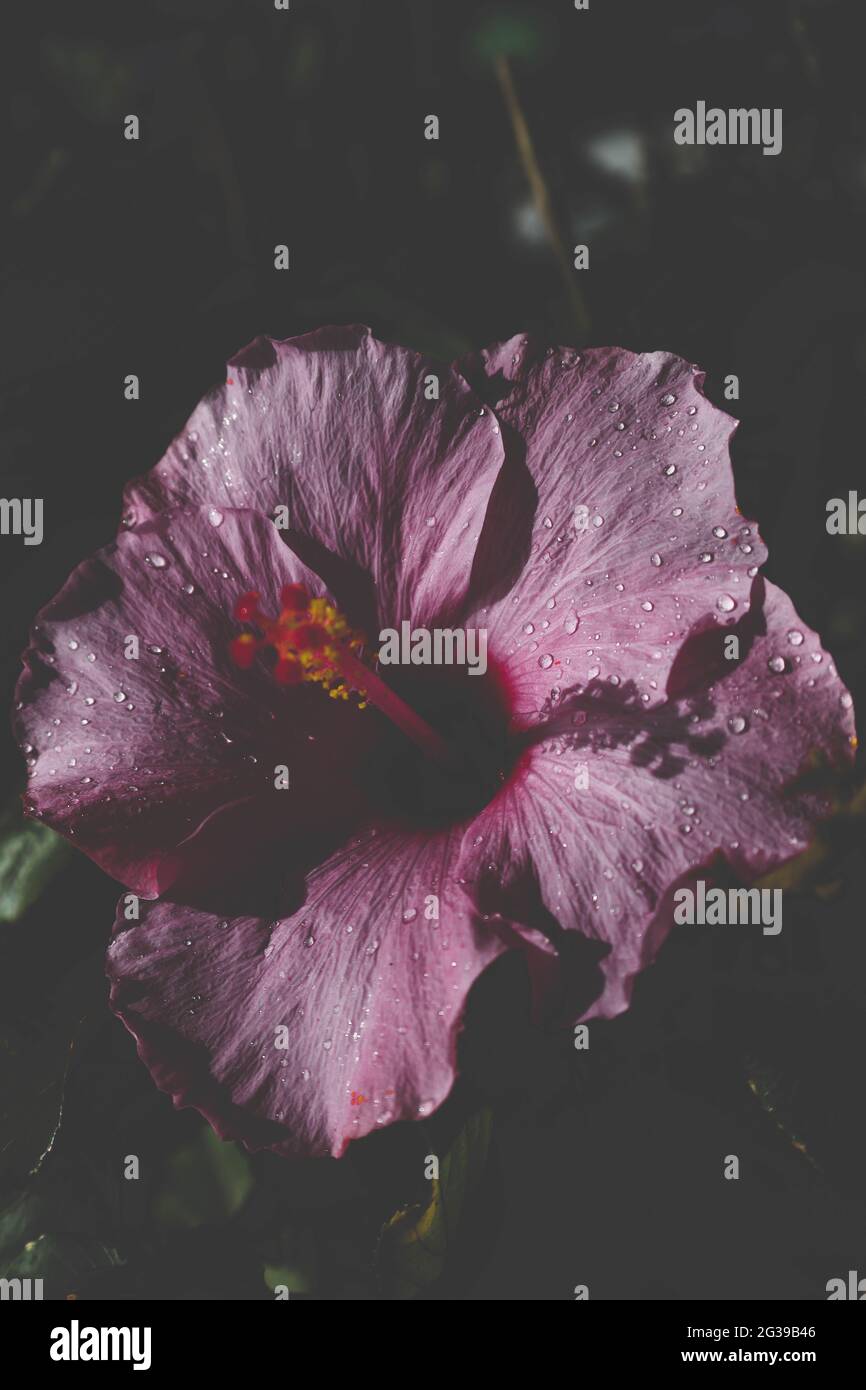 Rainy sunny hi-res stock photography and images - Alamy