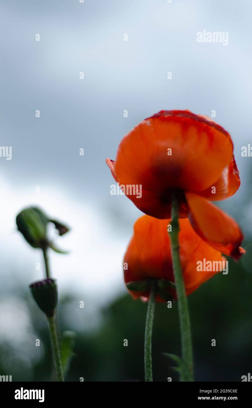 African american meadow flowers hi-res stock photography and images - Alamy
