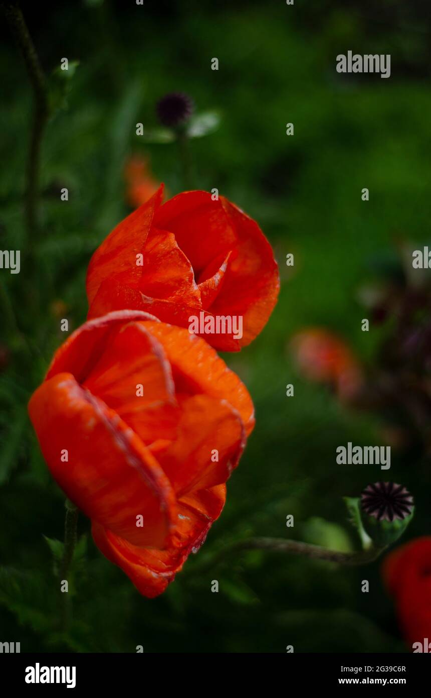 Green color dark side hi-res stock photography and images - Alamy