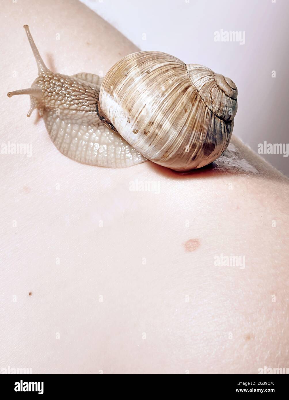 Cosmetology beauty procedure. Girl and cute snail. Skin care. Massage ...