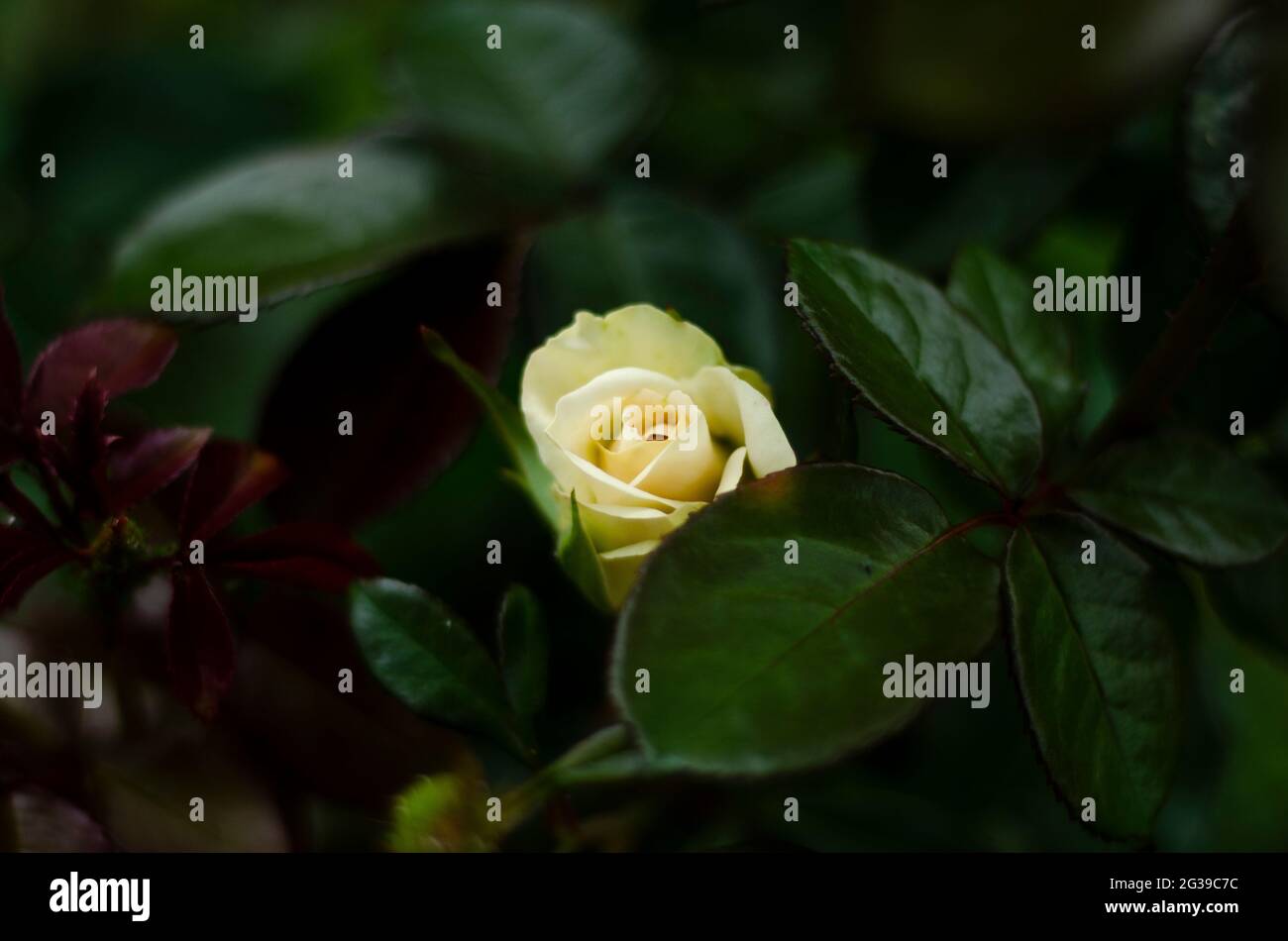 Dark rose bud greenery hi-res stock photography and images - Alamy