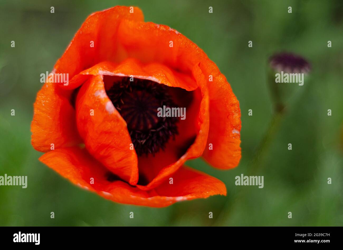 red poppy flower top view Stock Photo - Alamy