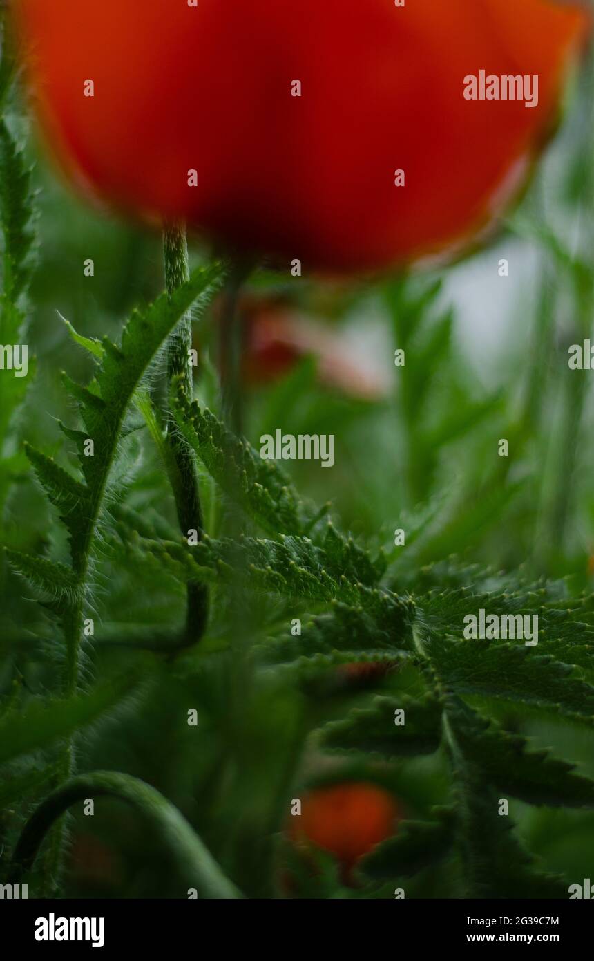 red poppy bush close-up, free space Stock Photo - Alamy