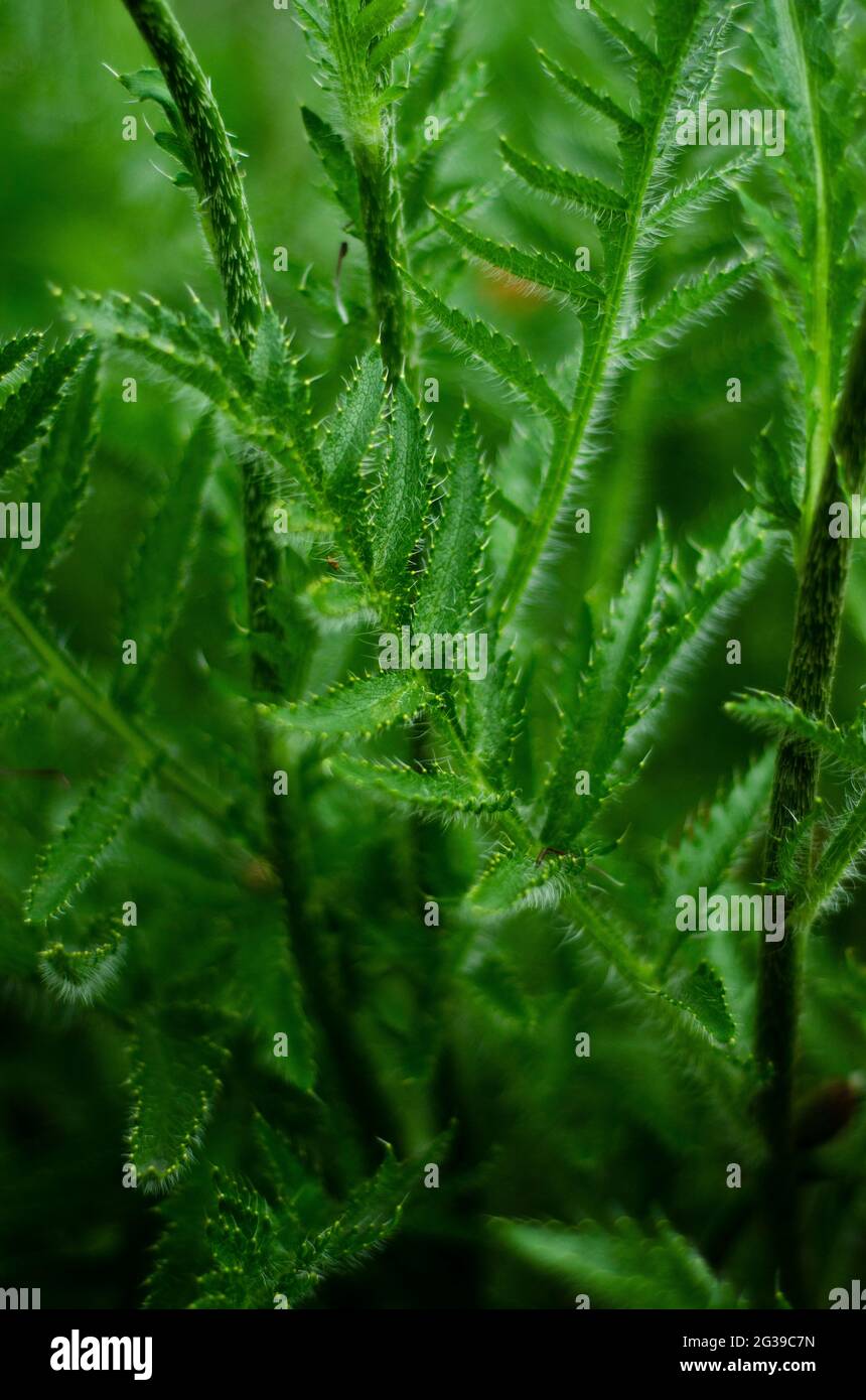 red poppy bush leaves, free space Stock Photo - Alamy