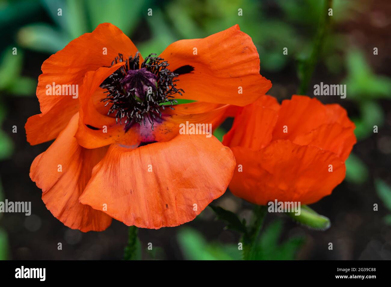Red poppy close-up, macro. Bright natural background, wallpaper Stock ...