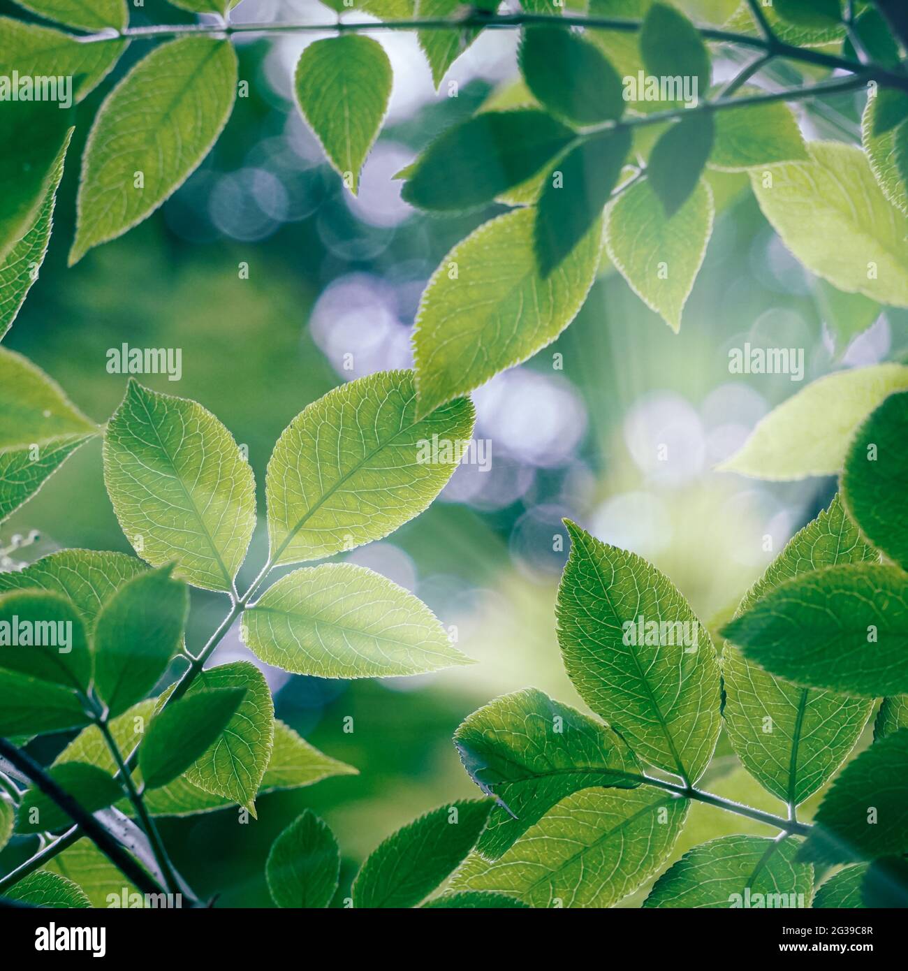 Green summertime leaf hi-res stock photography and images - Alamy