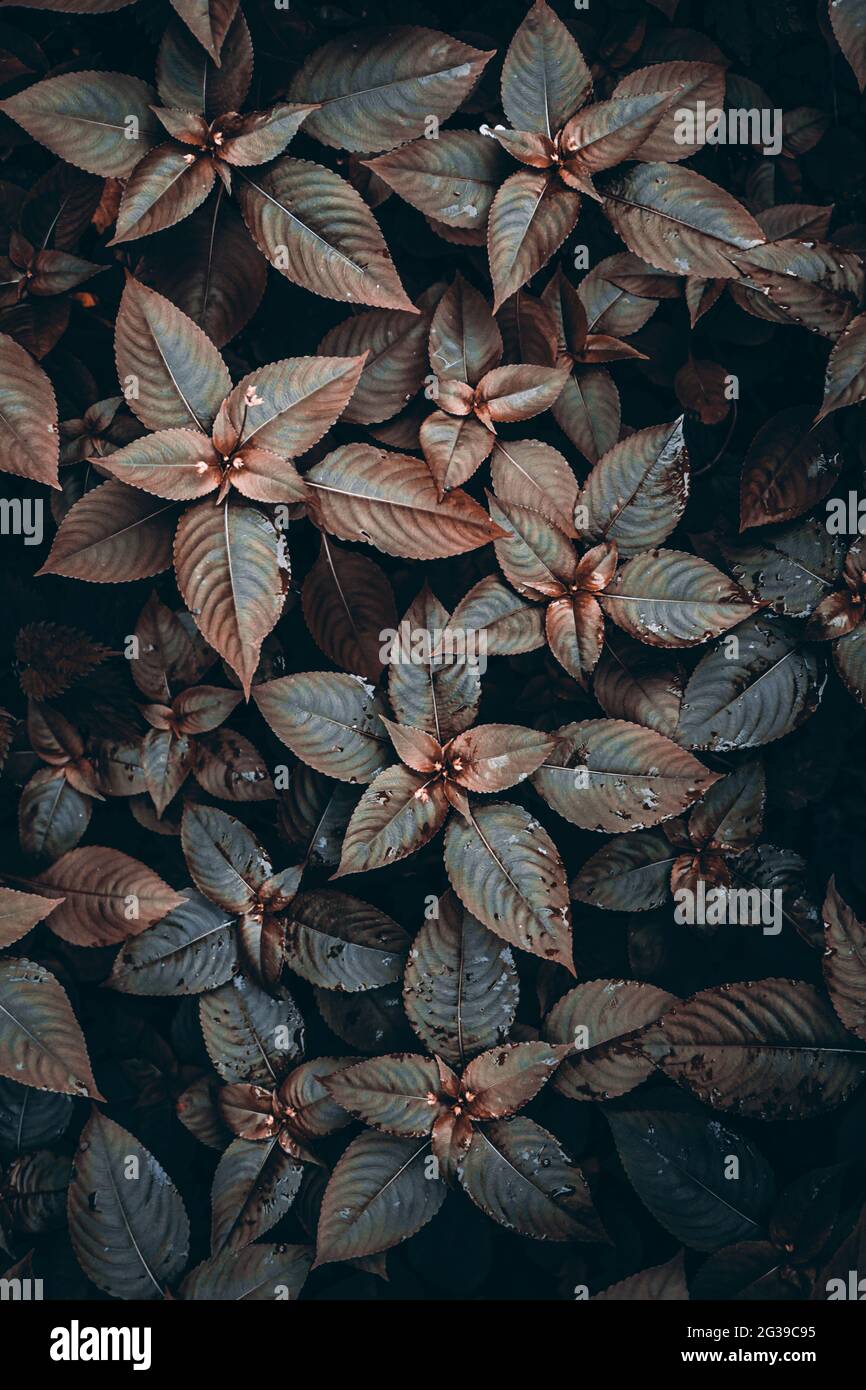 Dark brown foliage leaves hi-res stock photography and images - Alamy