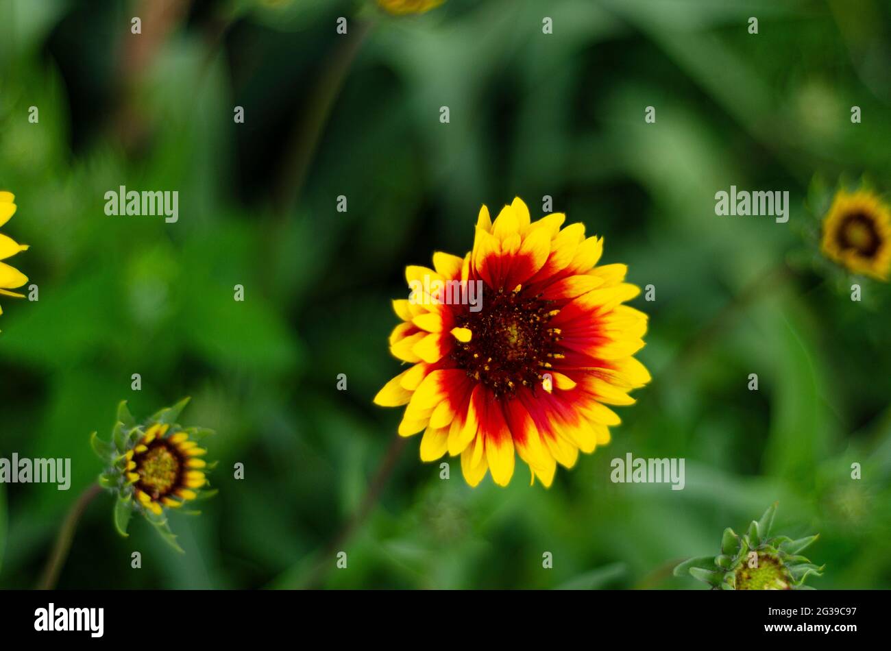 Burgundy flowers spring flowering hi-res stock photography and images ...