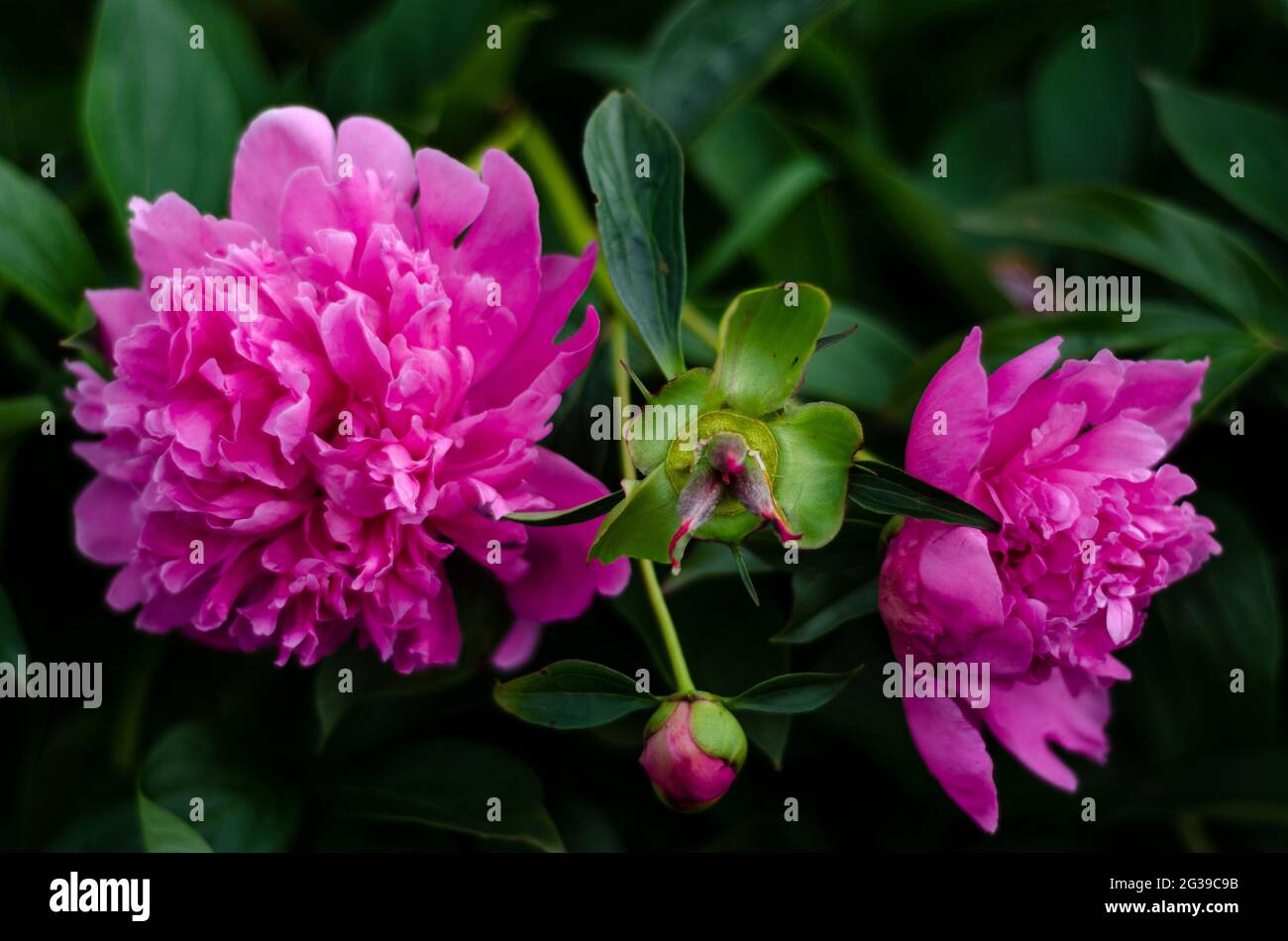 peony flowers well bush side view Stock Photo - Alamy