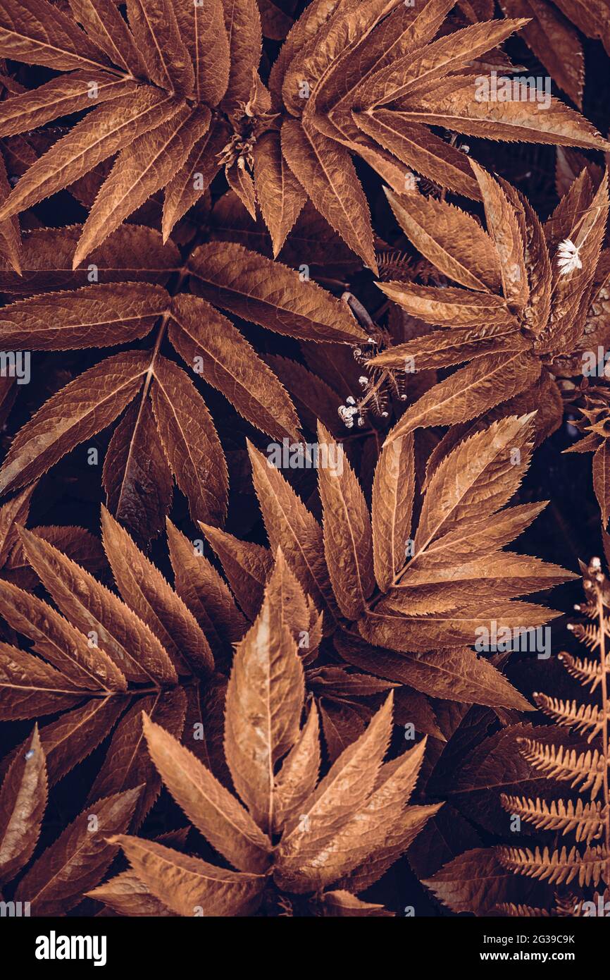 Dark brown foliage leaves hi-res stock photography and images - Alamy