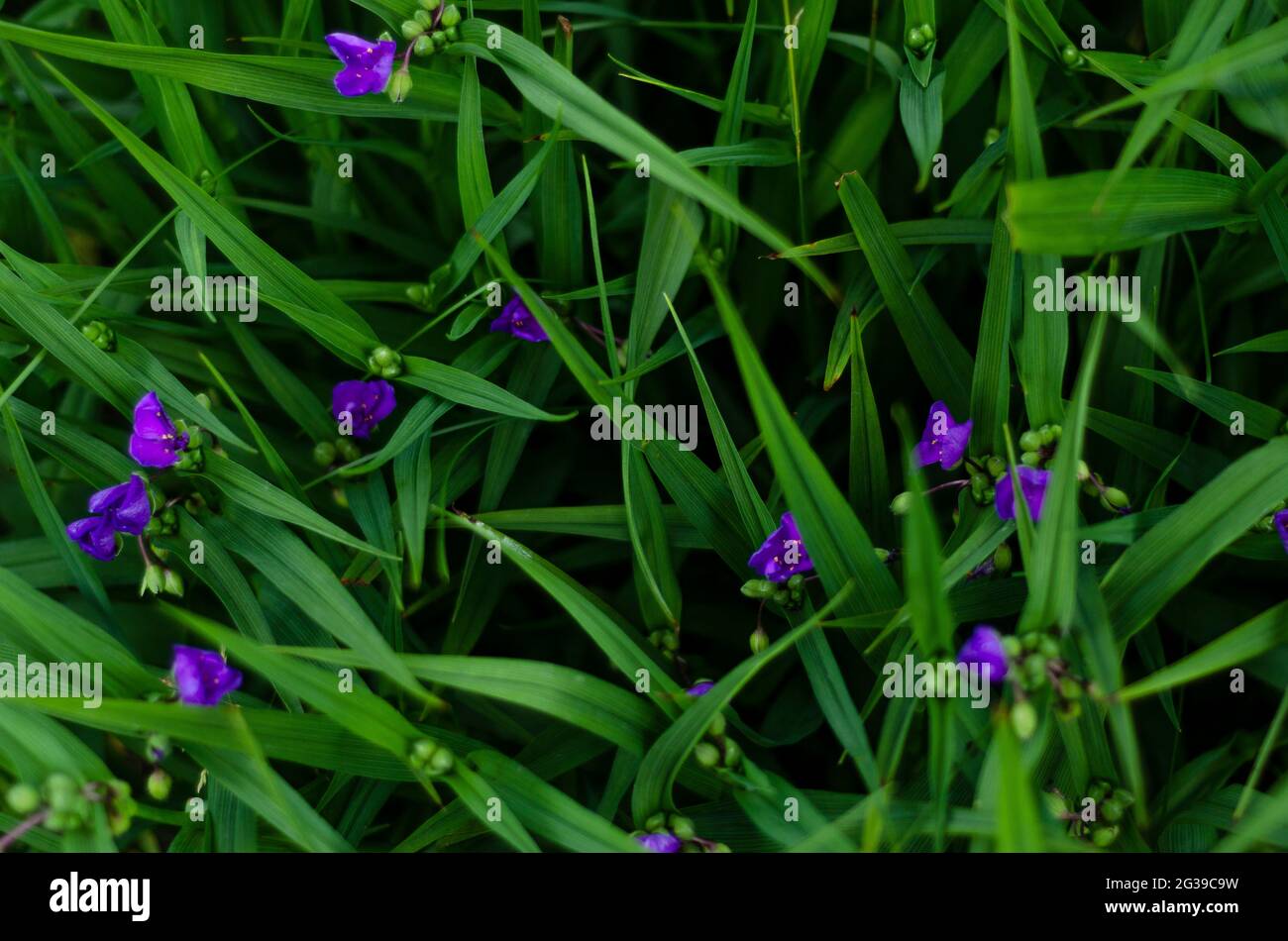 purple flowers in greenery, top view Stock Photo - Alamy