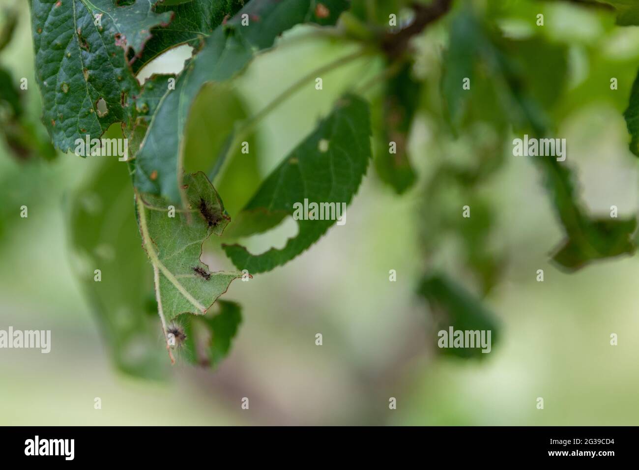 Apple tree pest hi-res stock photography and images - Alamy