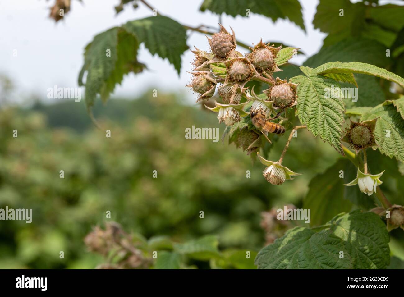 Bush patch hi-res stock photography and images - Alamy