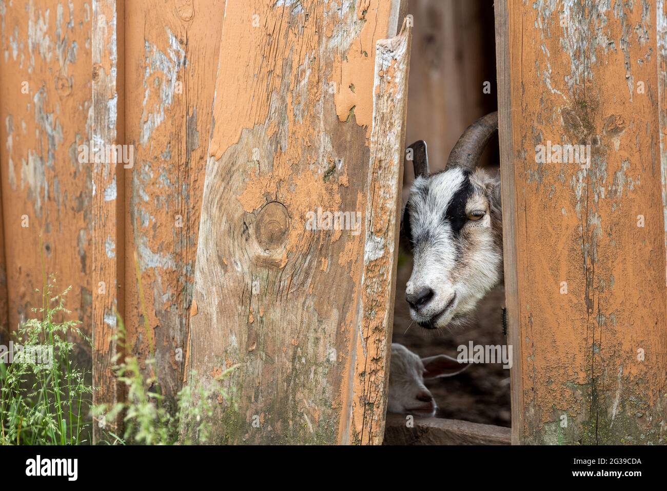 Village goat hi-res stock photography and images - Alamy