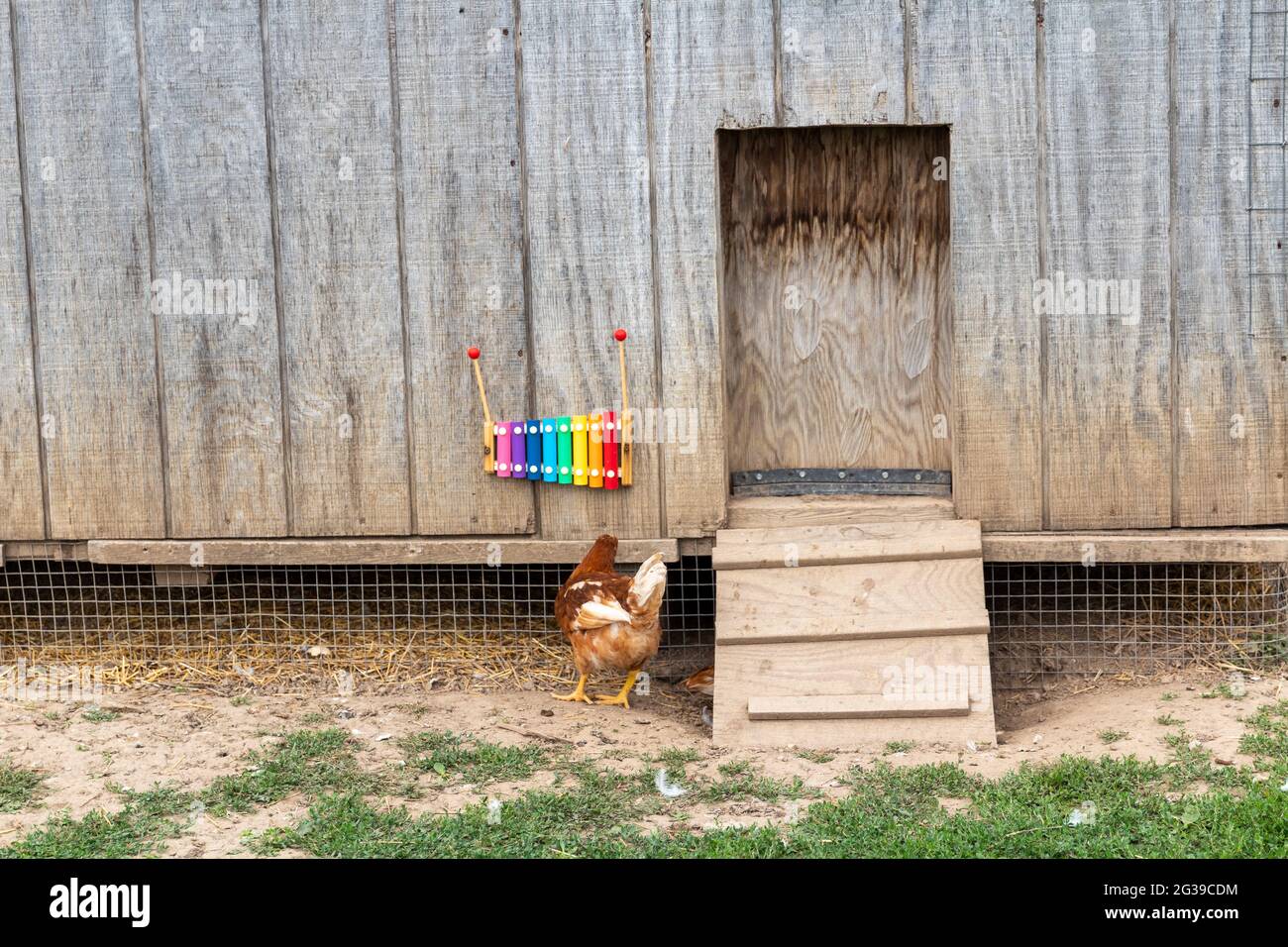 Chicken coup hi-res stock photography and images - Alamy