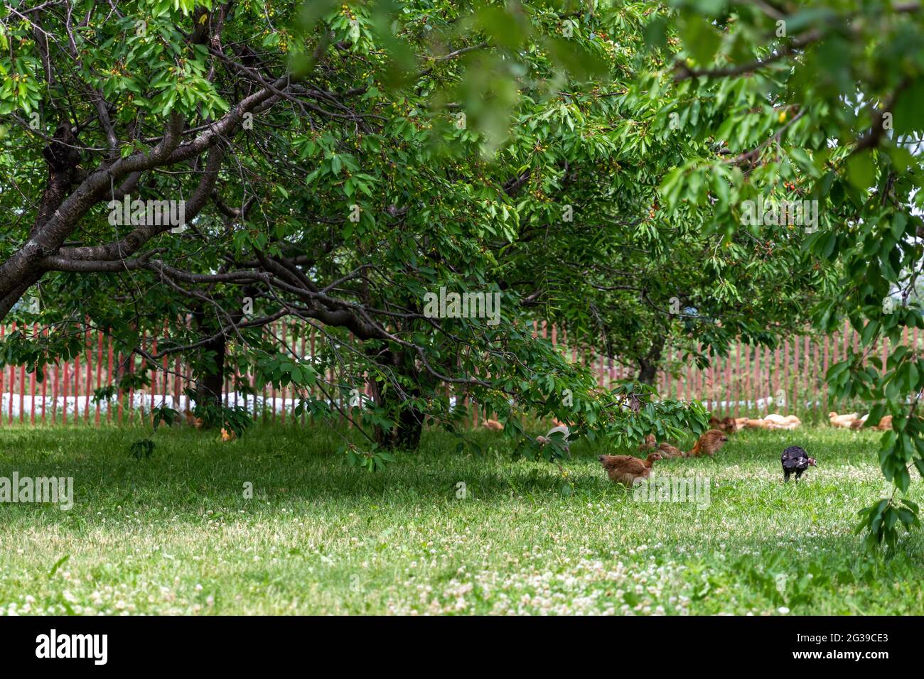 Chickens in a tree hi-res stock photography and images - Alamy
