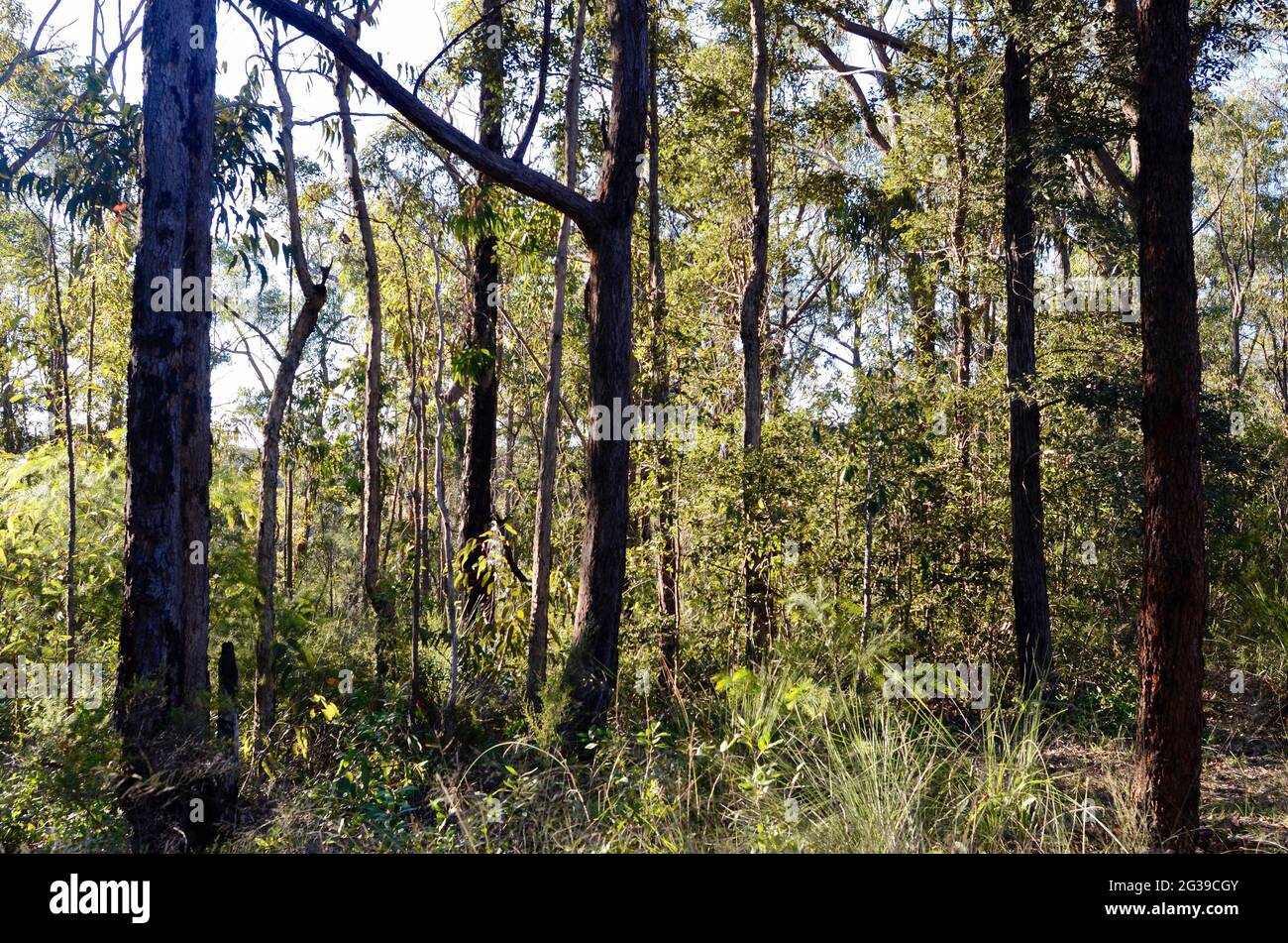 Native bushland at Warrimoo in the Blue Mountains west of Sydney Stock ...