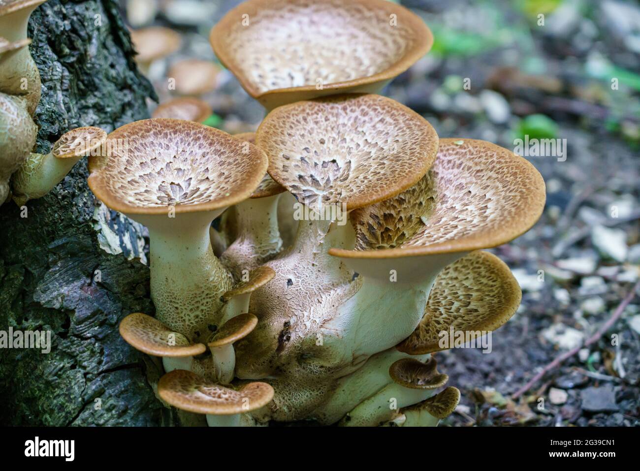 Pheasants back mushroom hi-res stock photography and images - Alamy