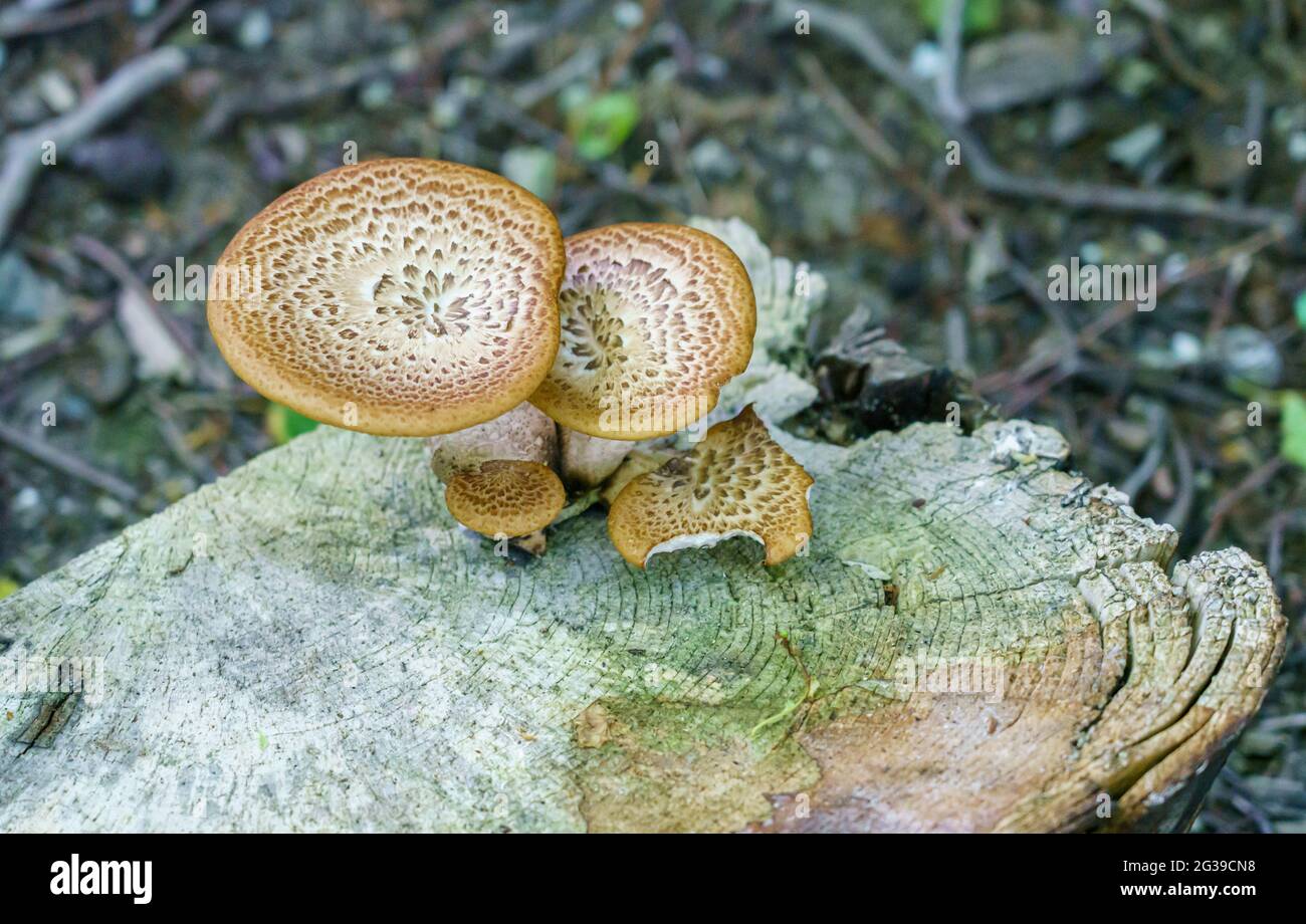Cerioporus squamosus or Polyporus squamosus is a basidiomycete bracket ...