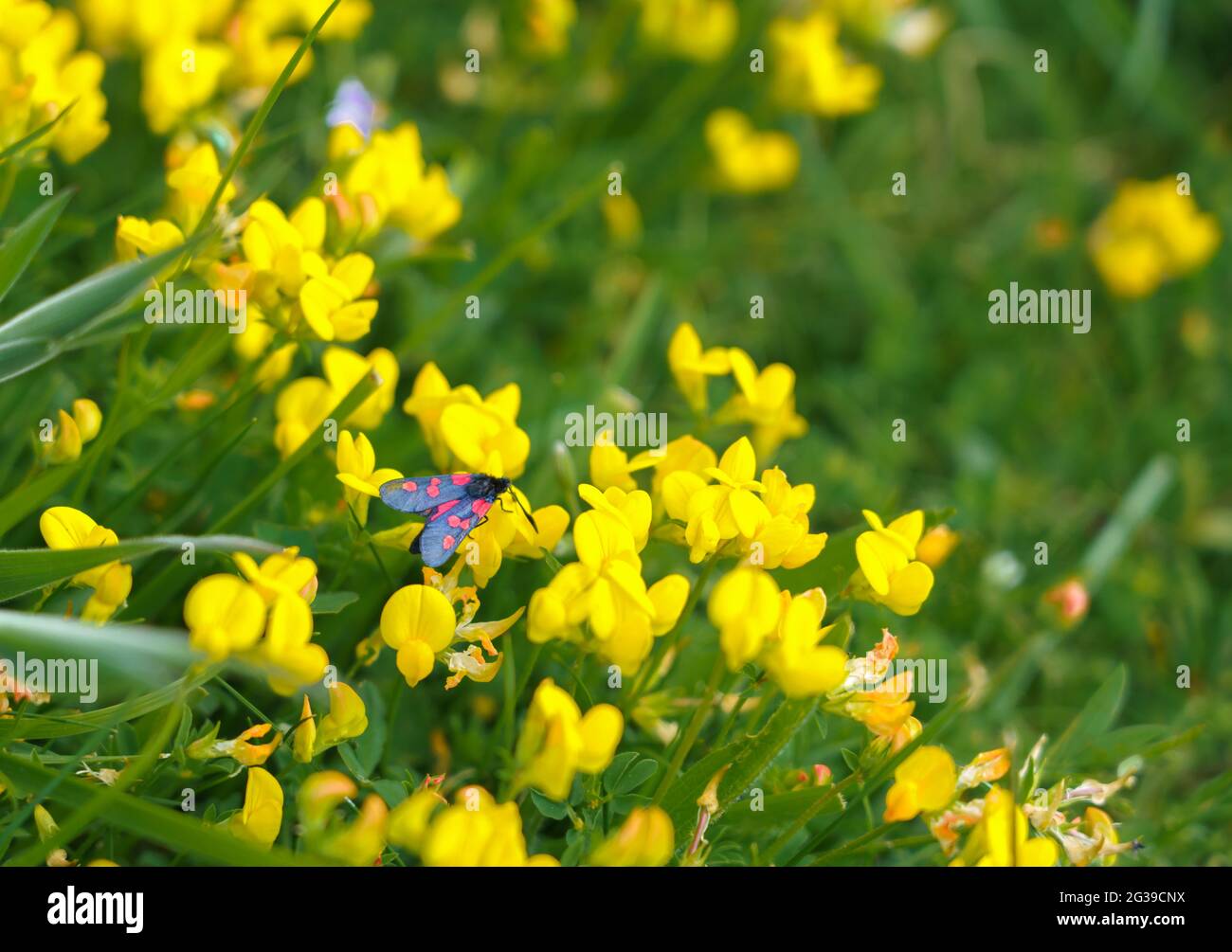Five lotus hi-res stock photography and images - Alamy