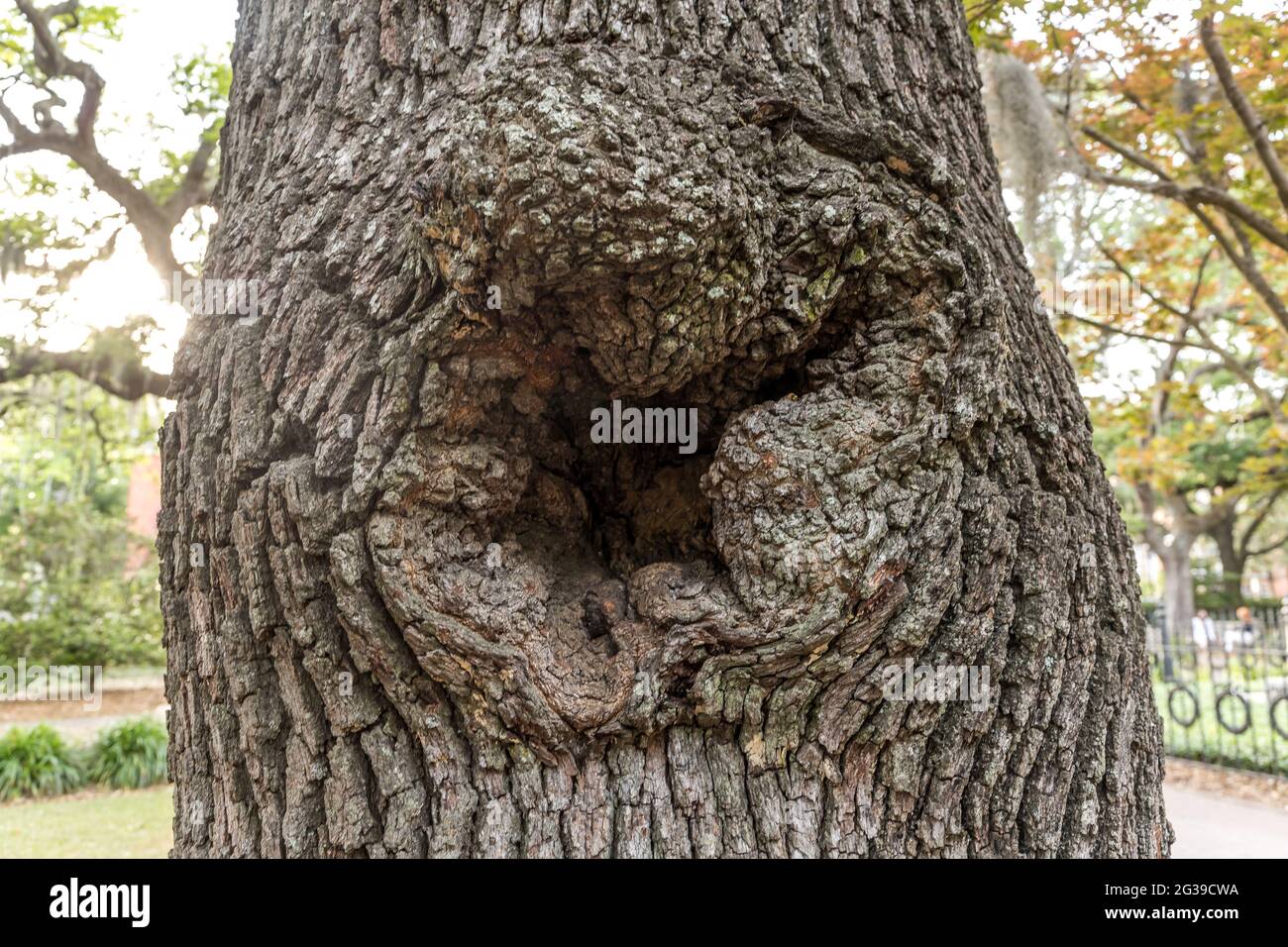 The famous art tree in Savannah Georgia with a large hole which is ...