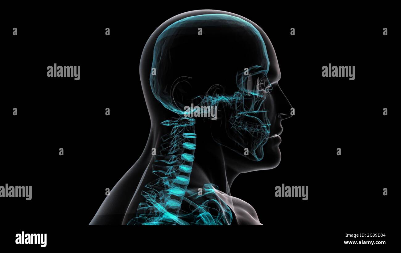 Translucent 3d render skull and humerus on digital surface. Full ...