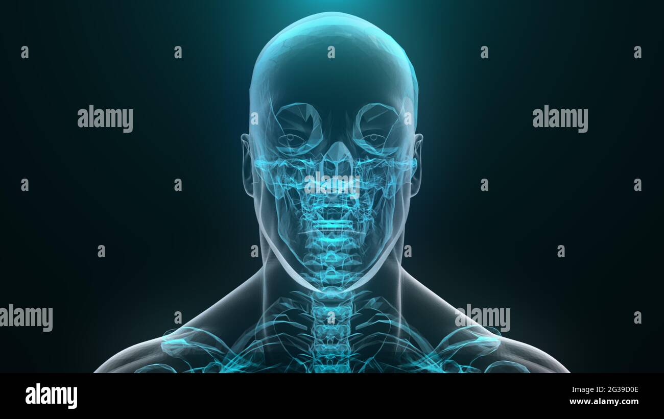 Translucent 3d render skull and humerus on digital surface. Full ...