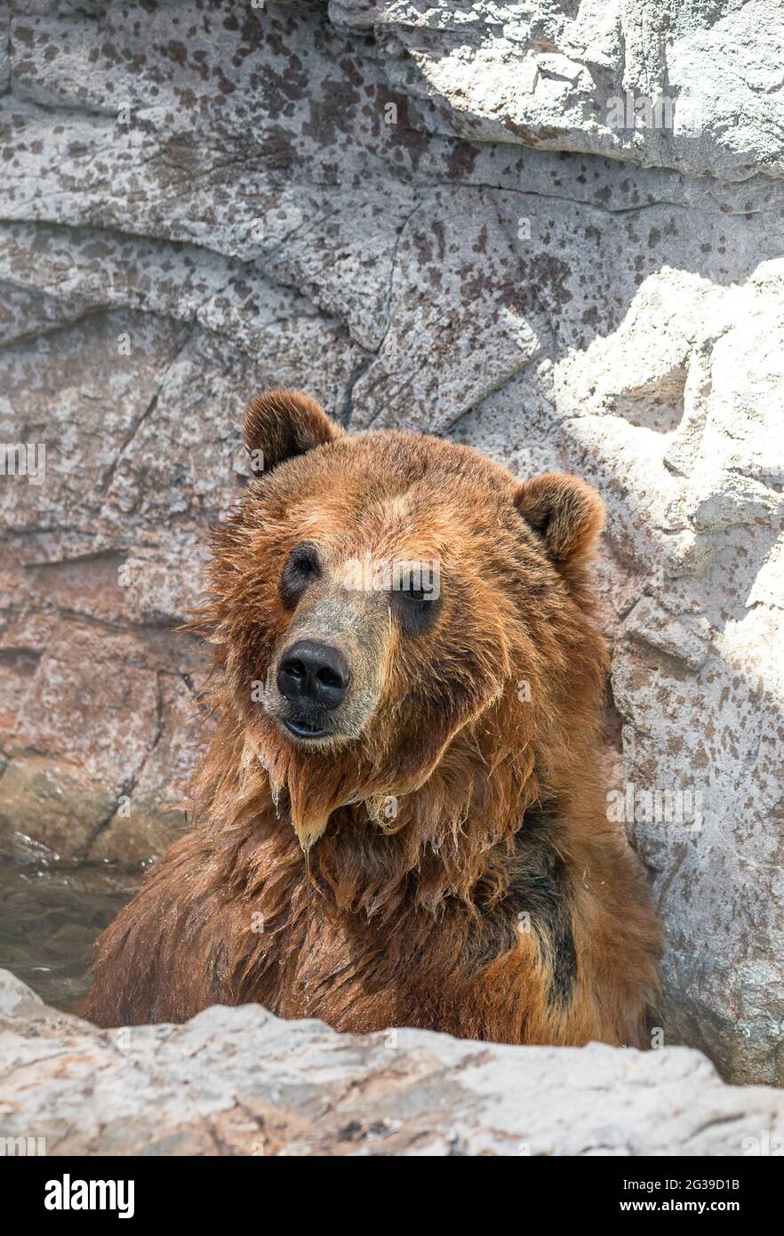 Fierce bear hi-res stock photography and images - Alamy