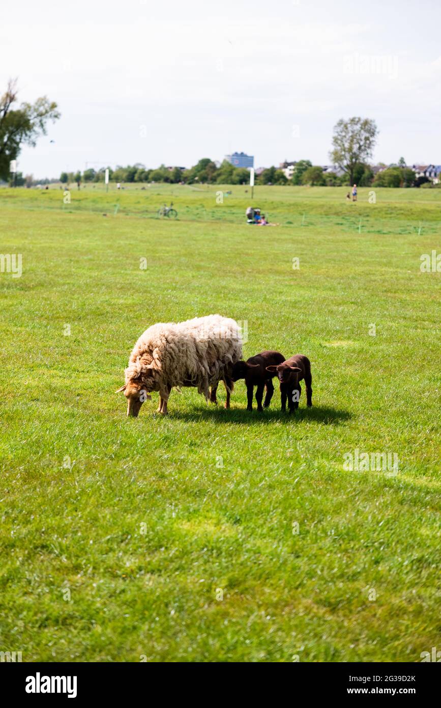 Wooly sheep and lambs grazing in the flat meadow field Stock Photo - Alamy