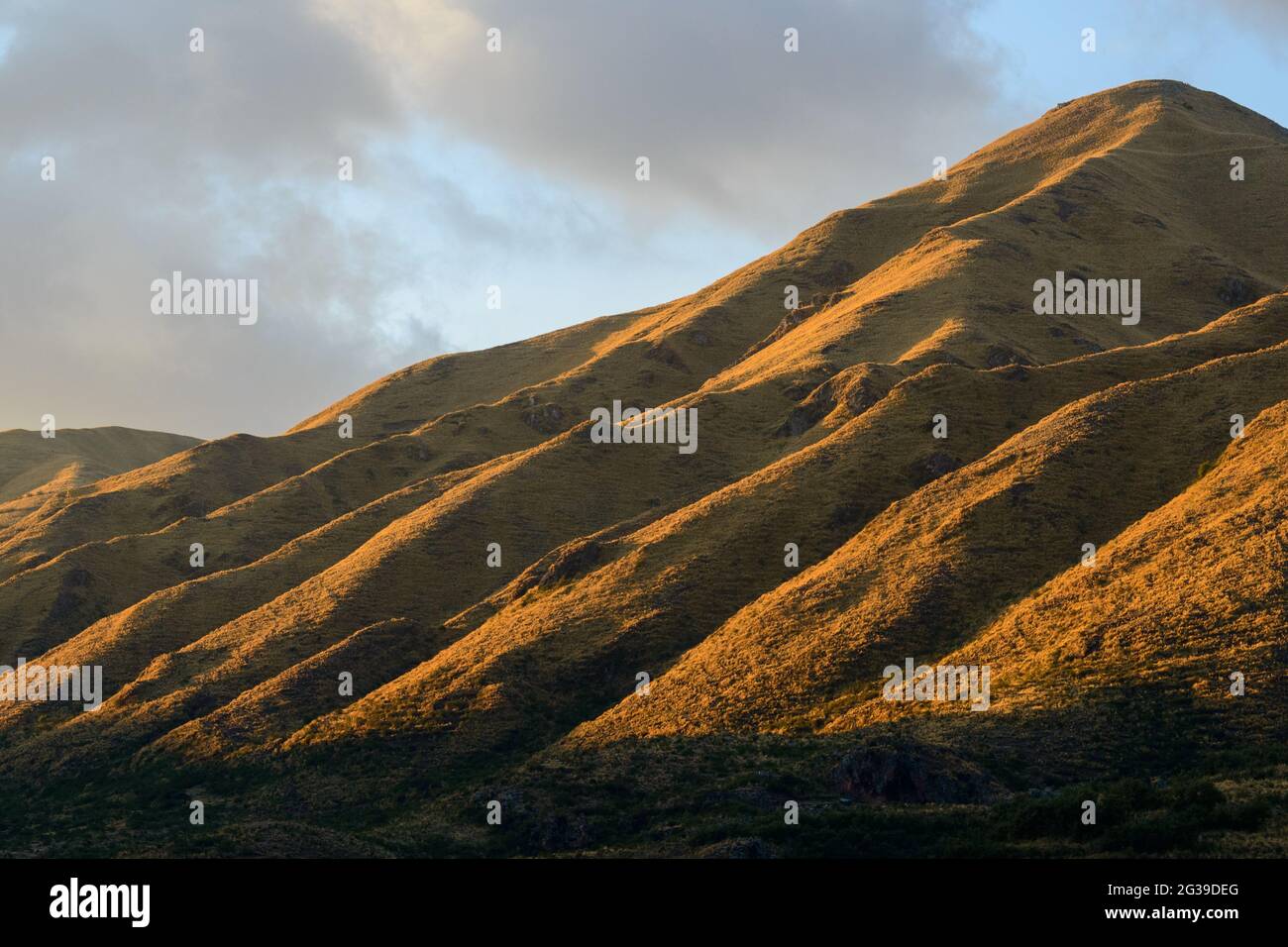 Puka pukura hi-res stock photography and images - Alamy