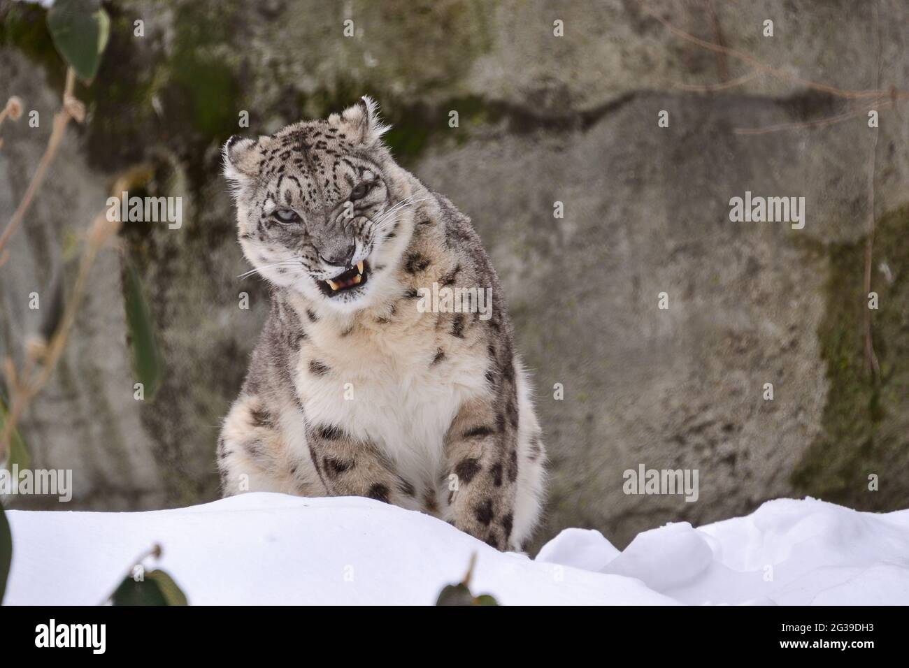 Leopard claws hi-res stock photography and images - Alamy
